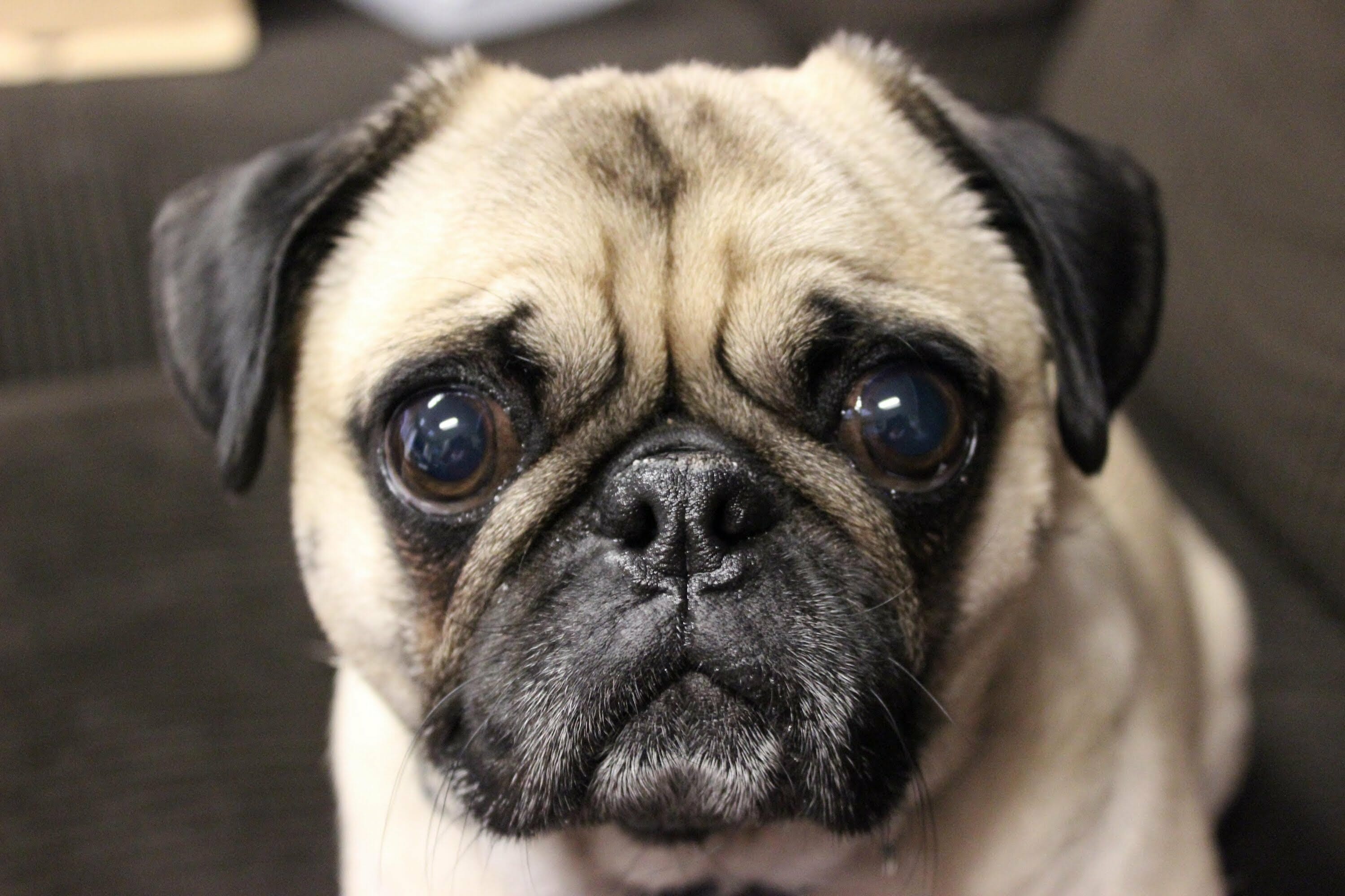 Pug Dog Breed Talent Hounds Pug Dog Breed Talent Hounds